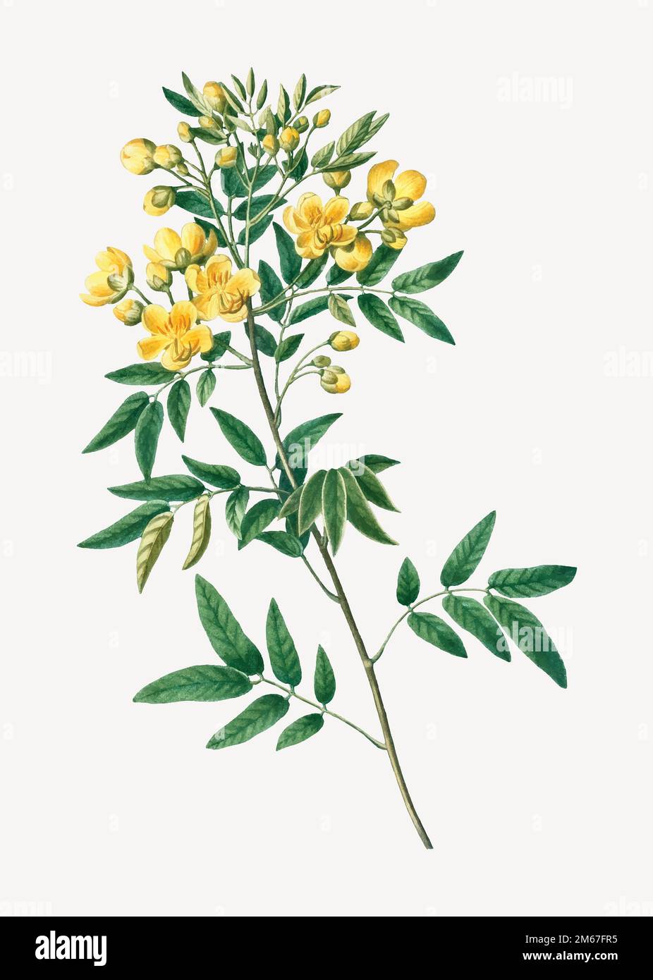 Vintage blooming argentine senna vector Stock Vector Image & Art - Alamy