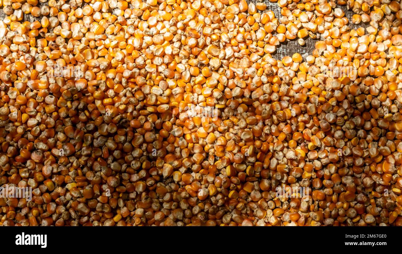 pile of corn kernels as background Stock Photo - Alamy
