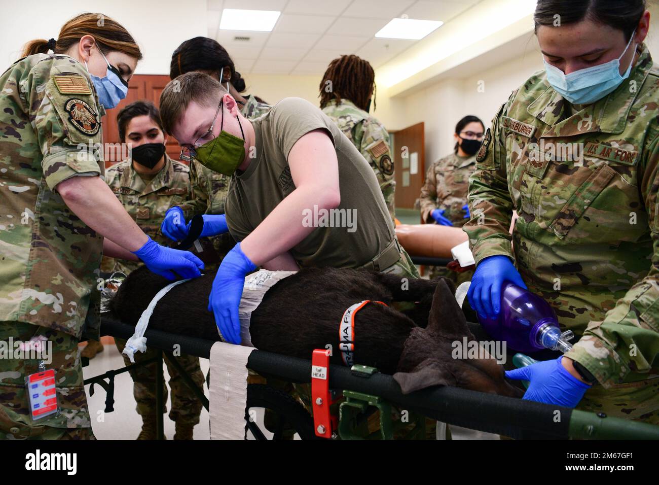 U.S. Air Force Airmen from the 31st Medical Group ‘treat’ a K-9 ...
