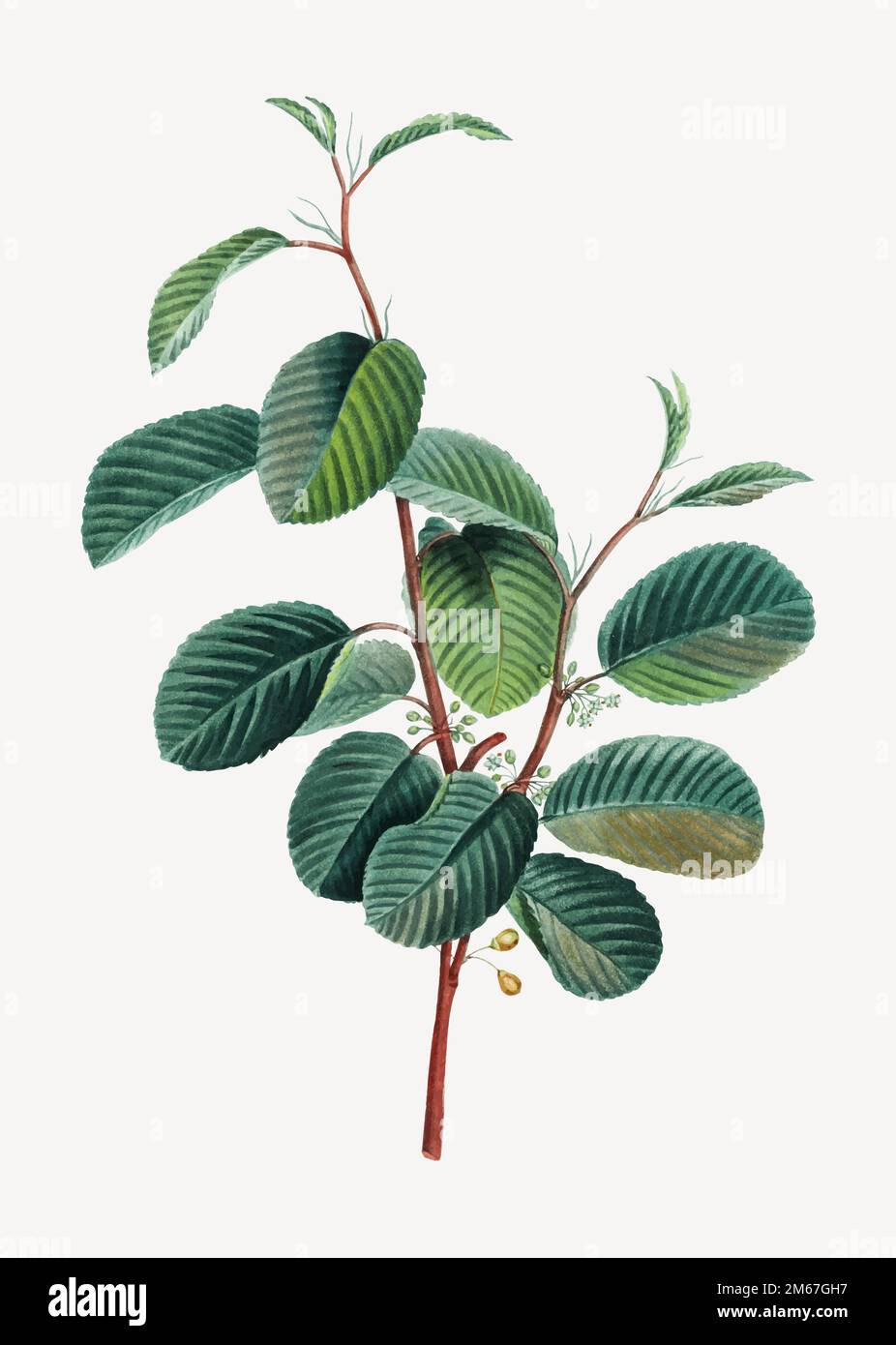 Vintage alpine buckthorn plant vector Stock Vector Image & Art - Alamy