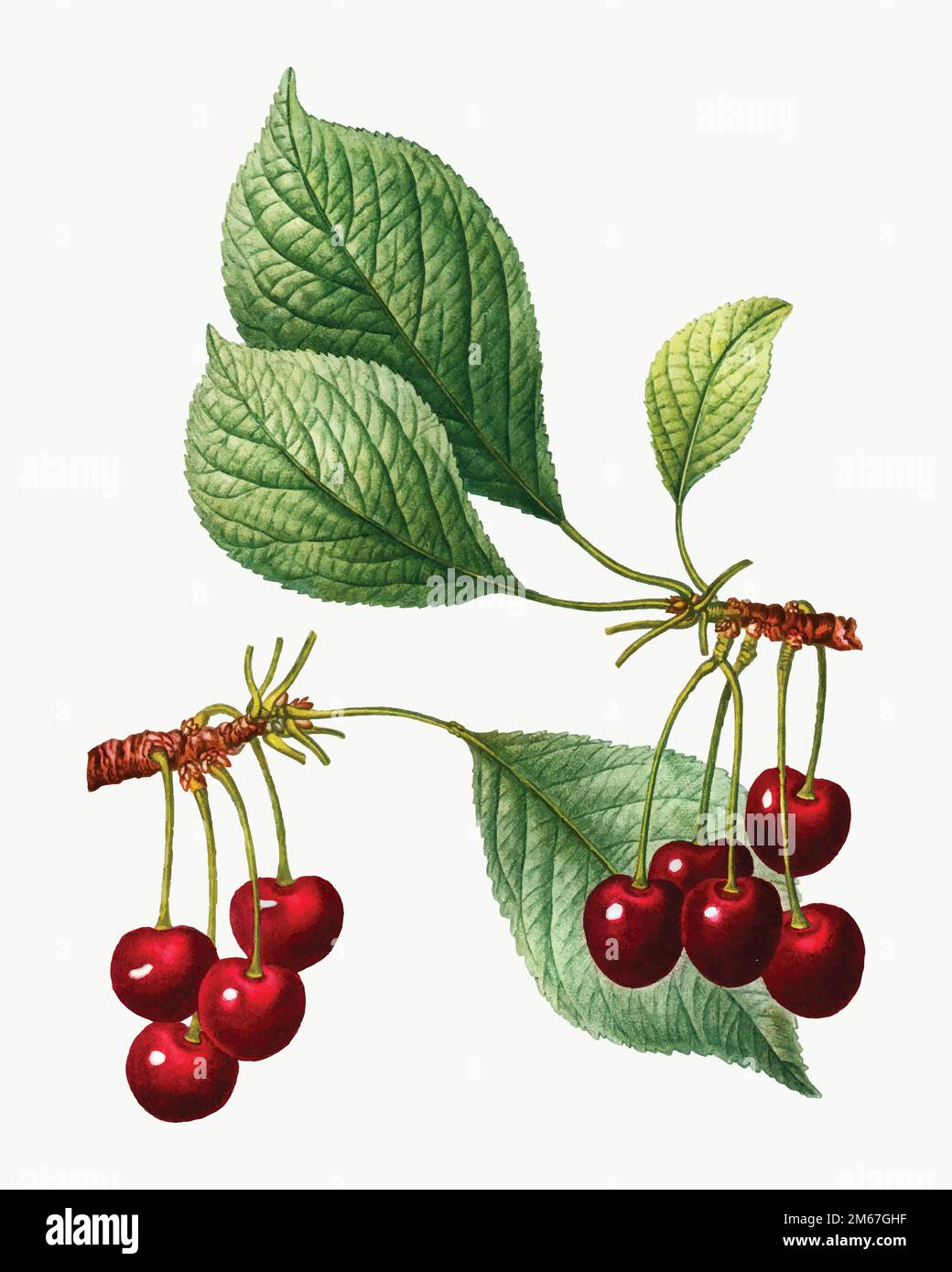 Cherry Fruit Tree Drawing at Will Cobb blog