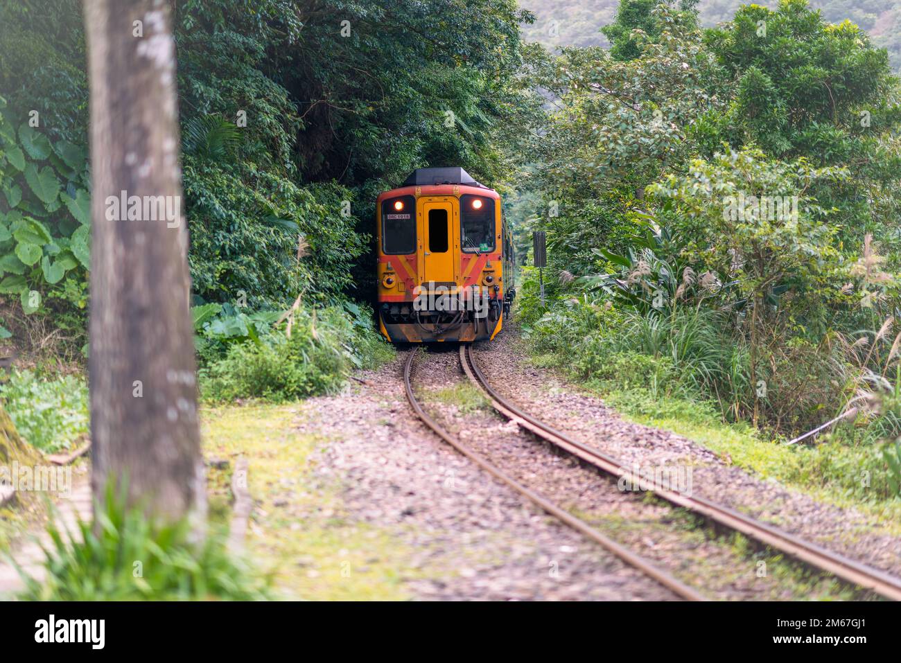 Diesel yellow train travels in the mountains and forests. Sandiaoling ...