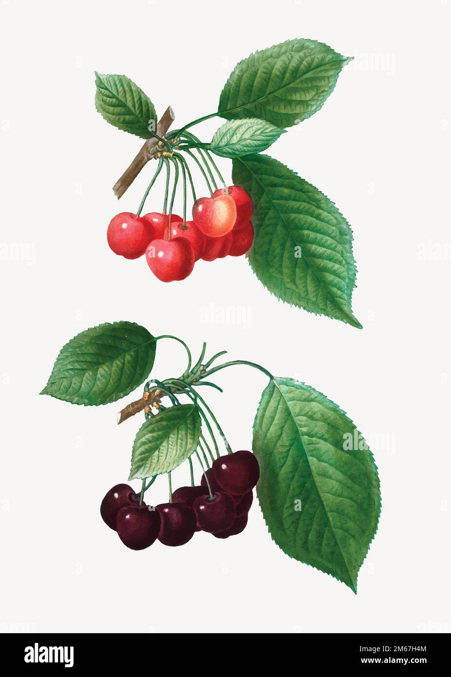 Vintage red cherry fruit vector Stock Vector Image & Art - Alamy