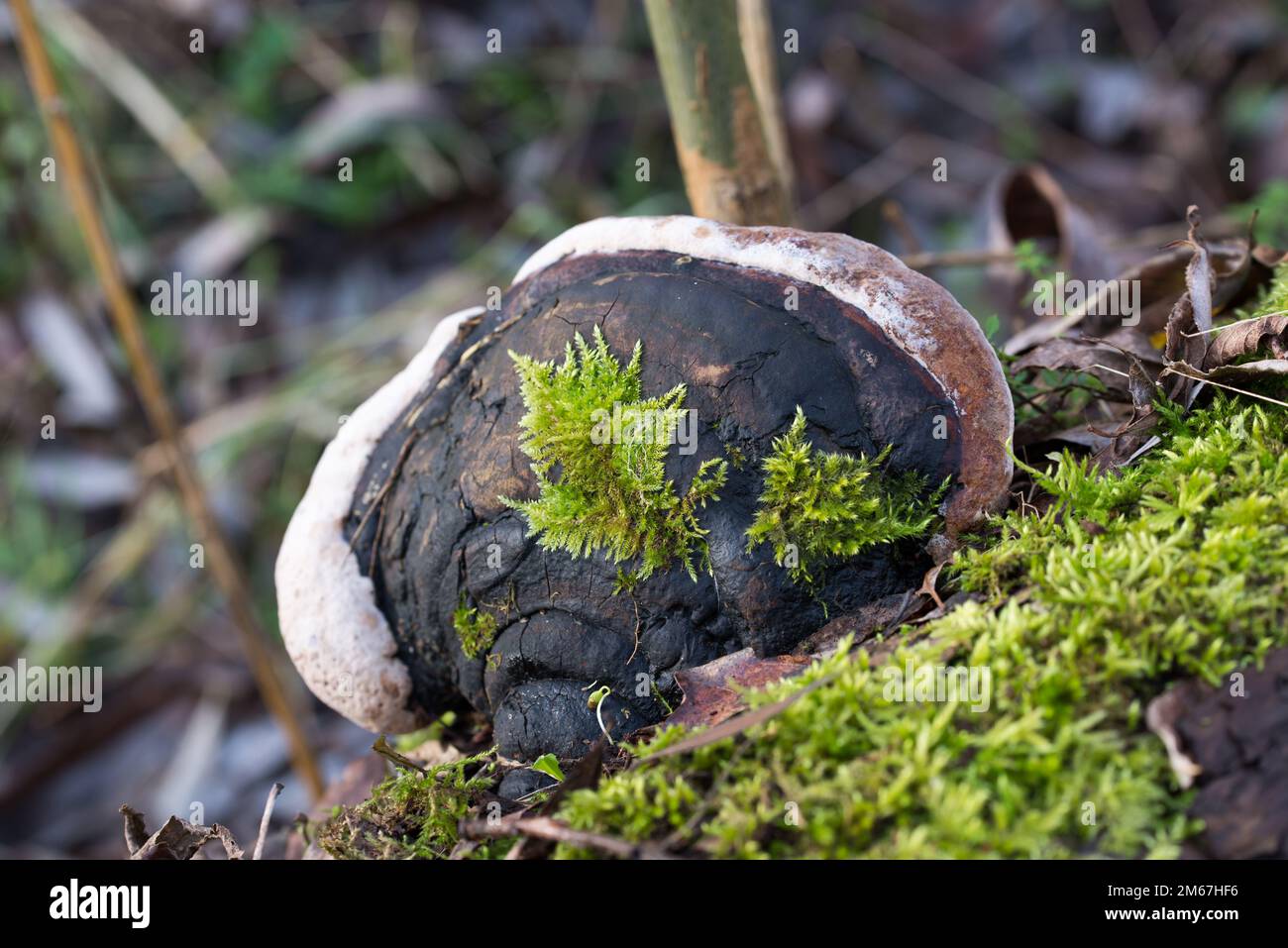 polypore fungus with moss on tree trunk closeup Stock Photo - Alamy