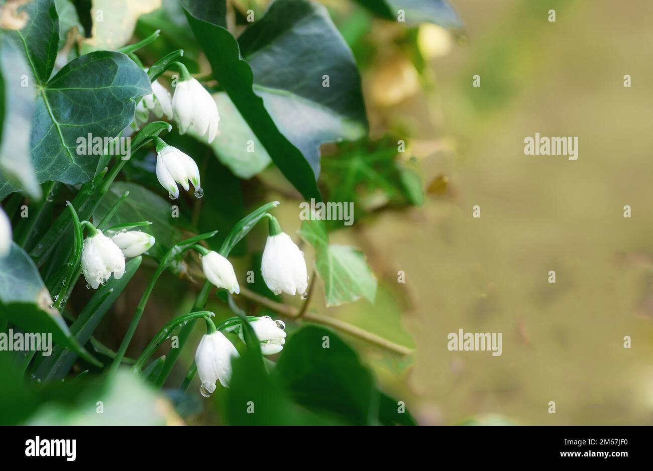 Common snowdrop - Galanthus nivalis Stock Photo - Alamy