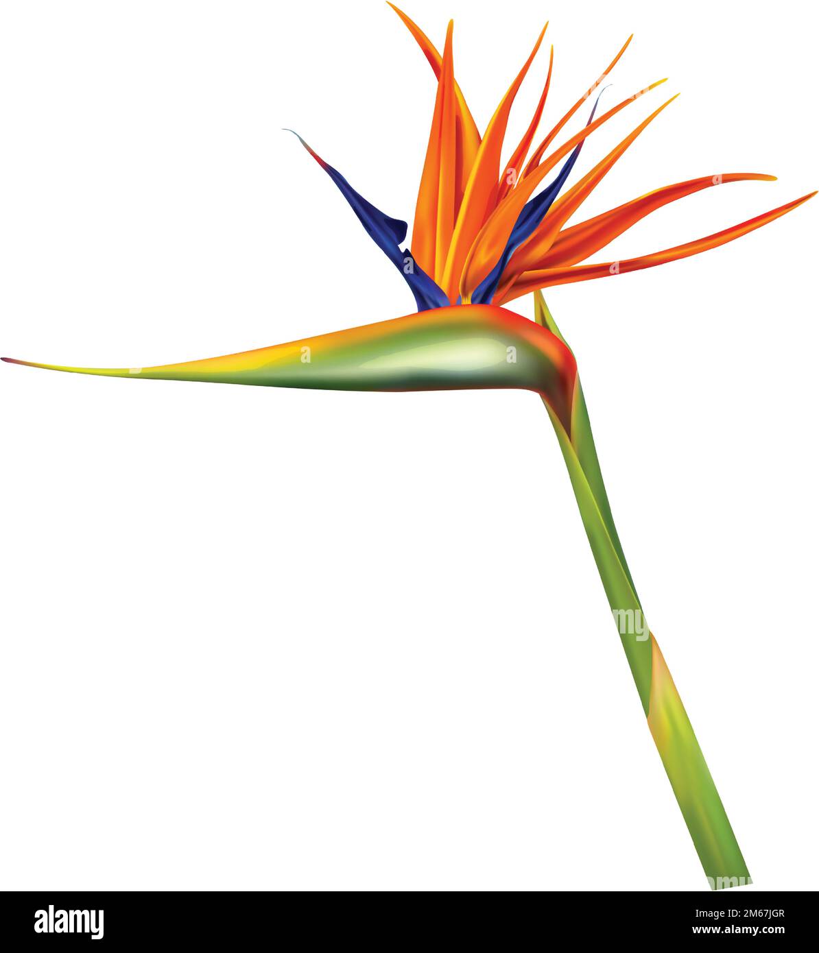 Strelitzia reginae, bird of paradise or crane flower realistic vector illustration. Exotic plant ...