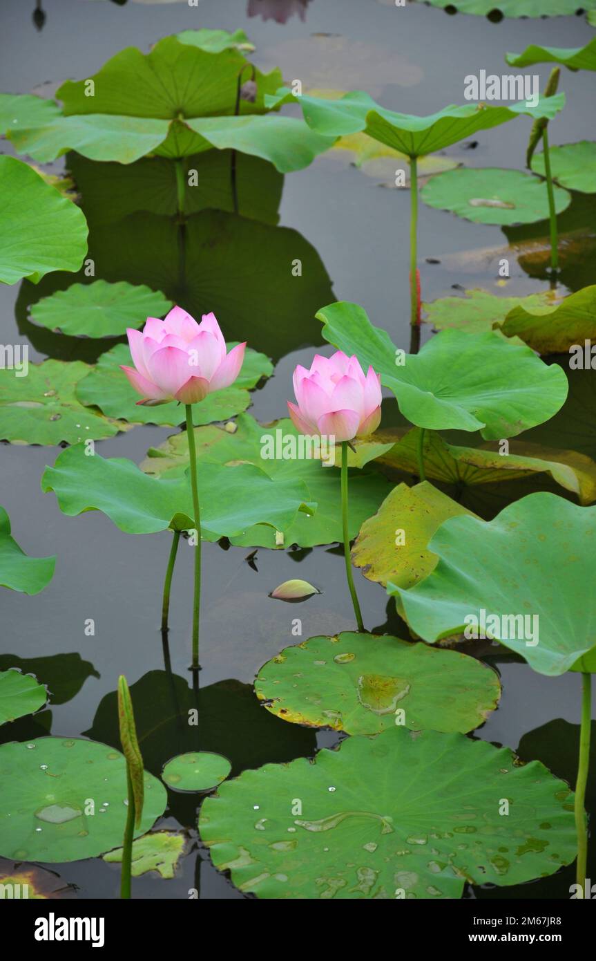 Blossoming lotus flowers in pond Stock Photo - Alamy