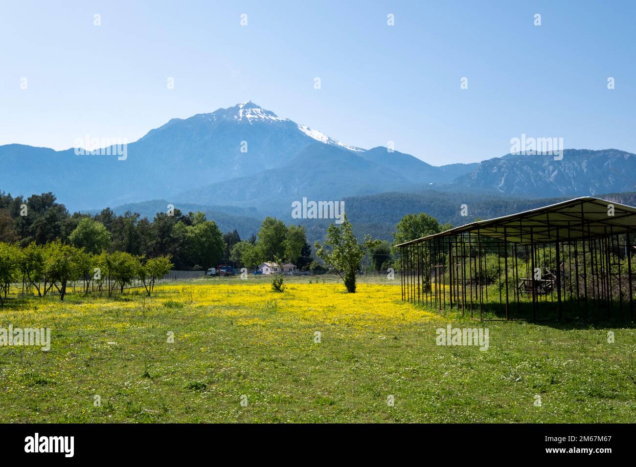 small farm buildings with blossom flowers field and mount Tahtali on ...