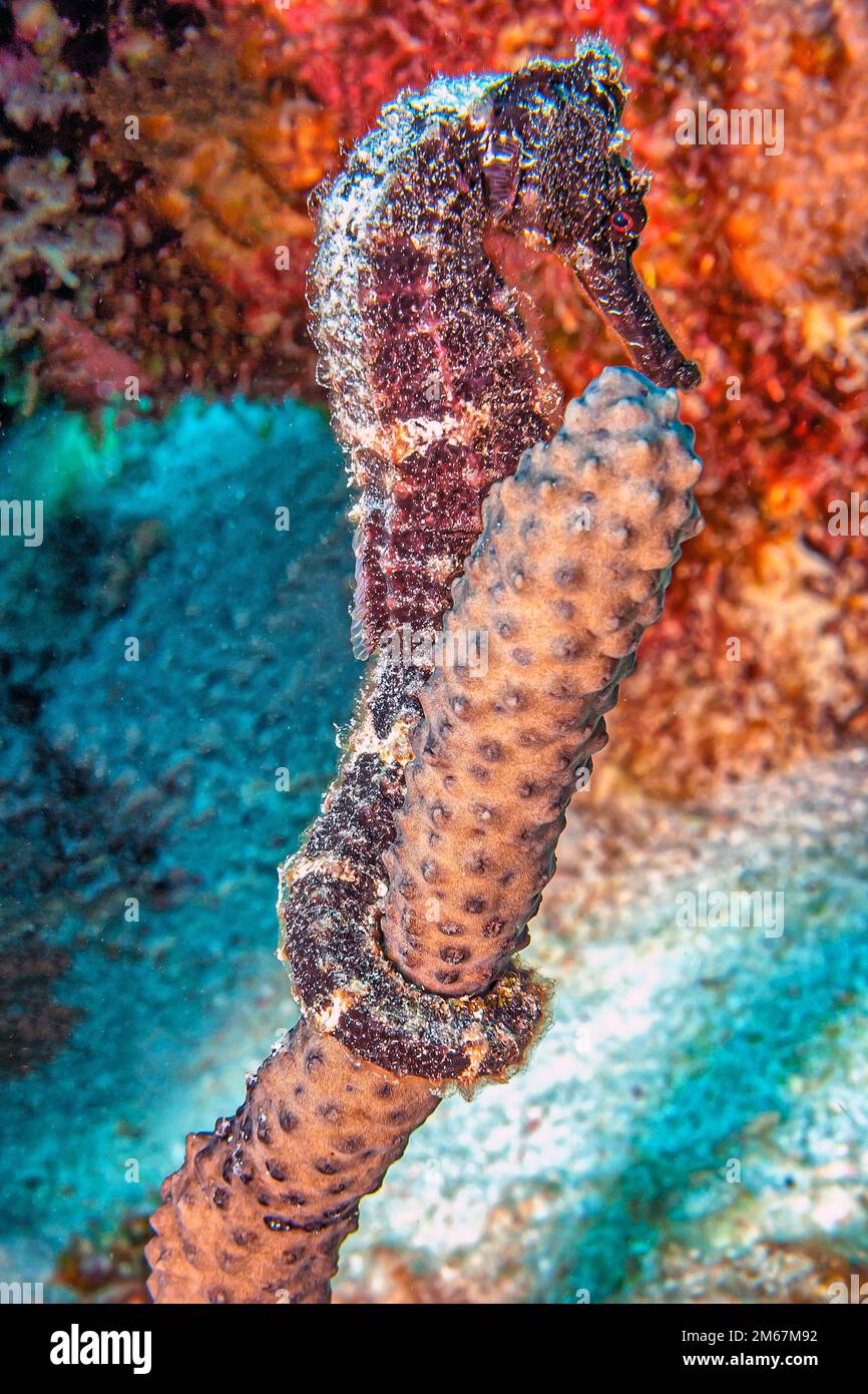 short-snouted seahorse,Hippocampus hippocampus is a species of seahorse ...