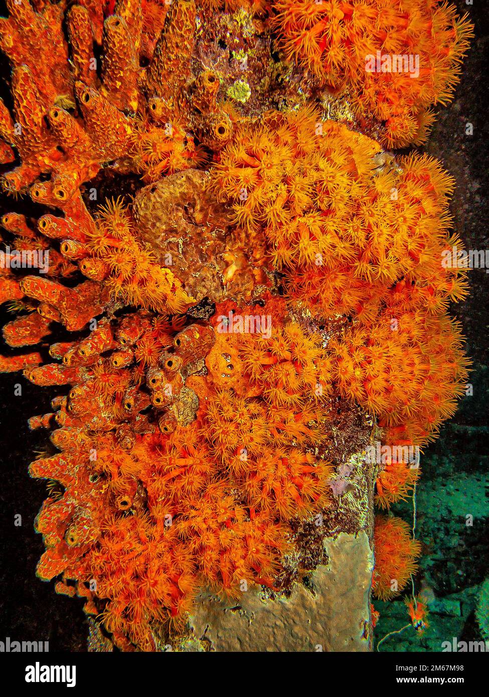 Orange cup coral,Tubastraea coccinea,belongs to a group of corals known ...