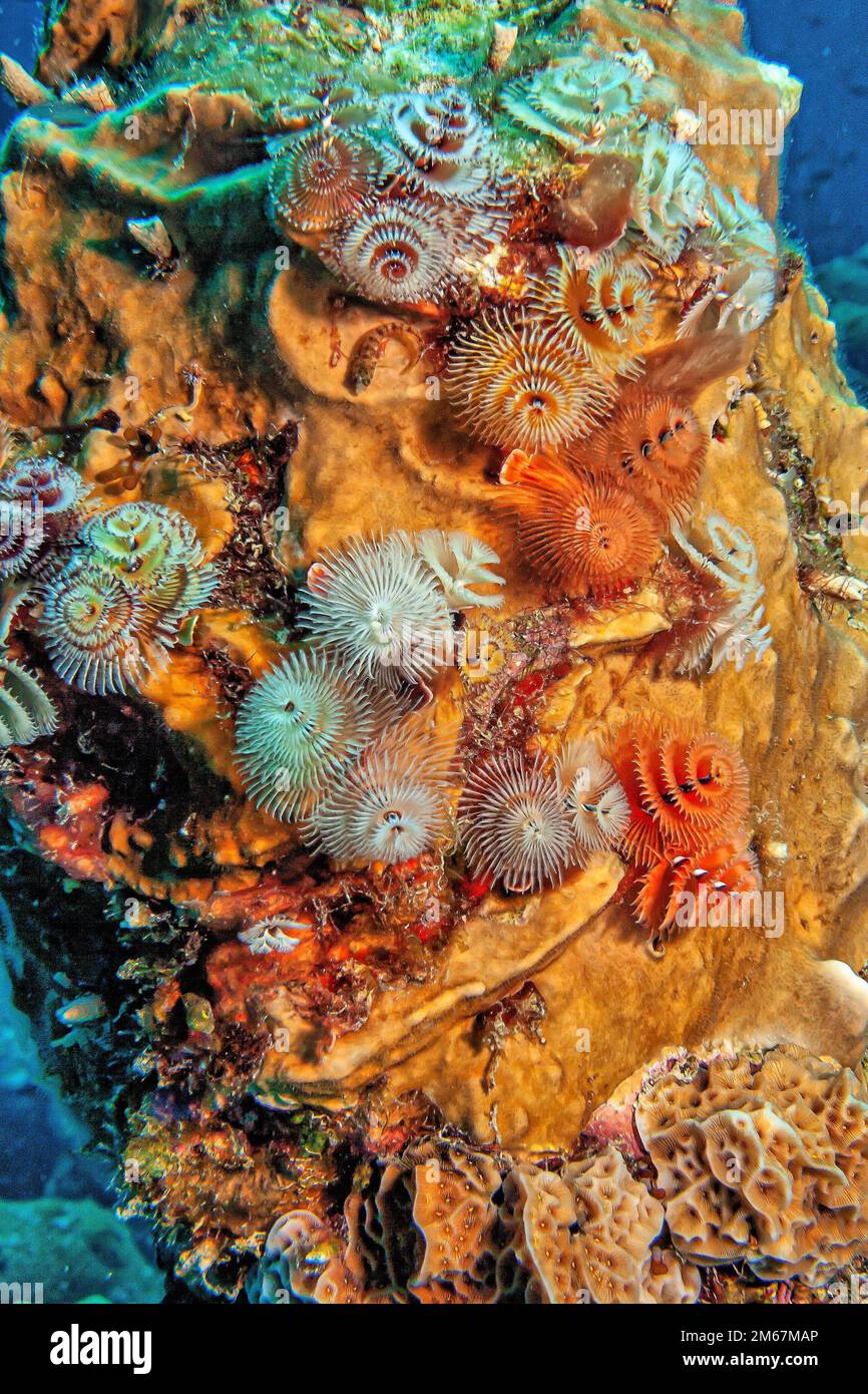 Spirobranchus giganteus, commonly known as Christmas tree worms, are ...