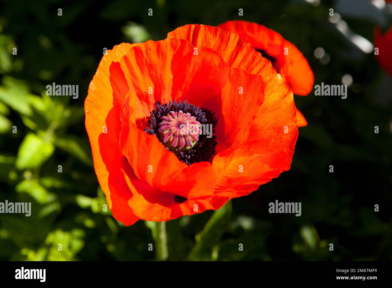 Petals and stamen visible hi-res stock photography and images - Alamy