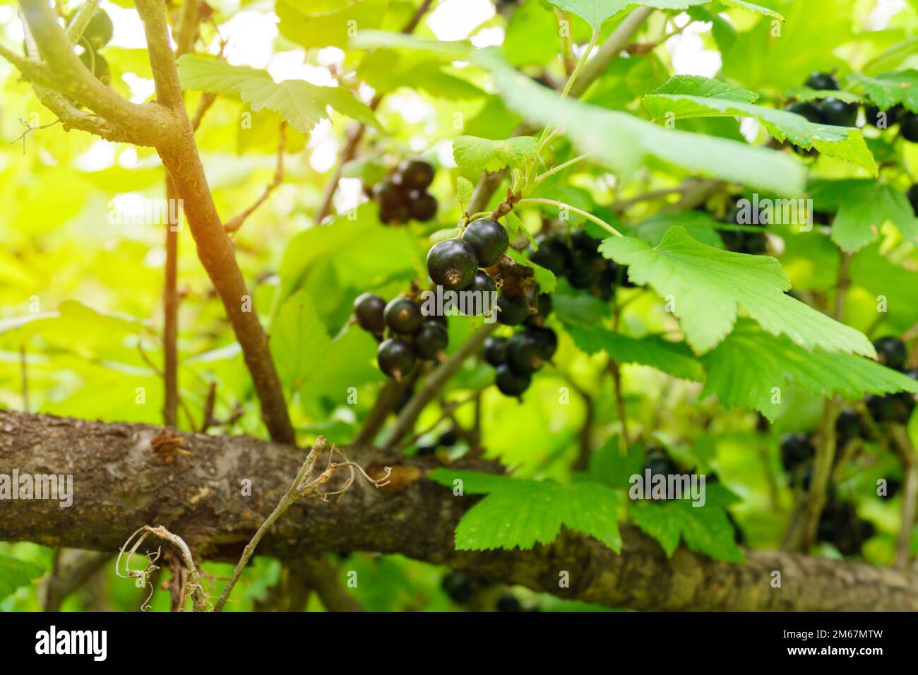 Black currant berry grows on a bush. Currant cultivation. Concept of ...