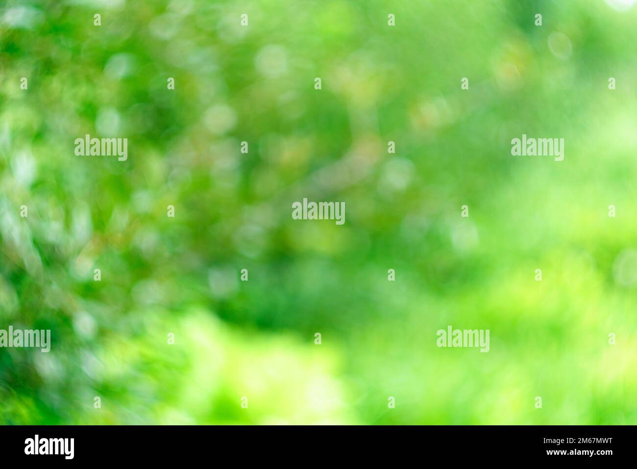 Unfocused green summer grass background defocusing, on a sunny summer ...