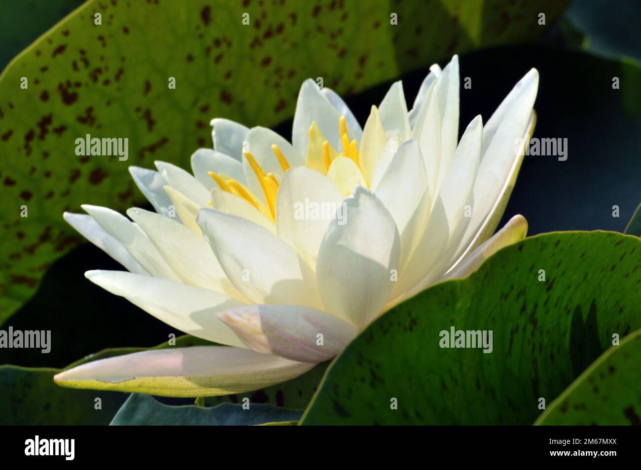 Blossoming lotus flowers in pond Stock Photo - Alamy