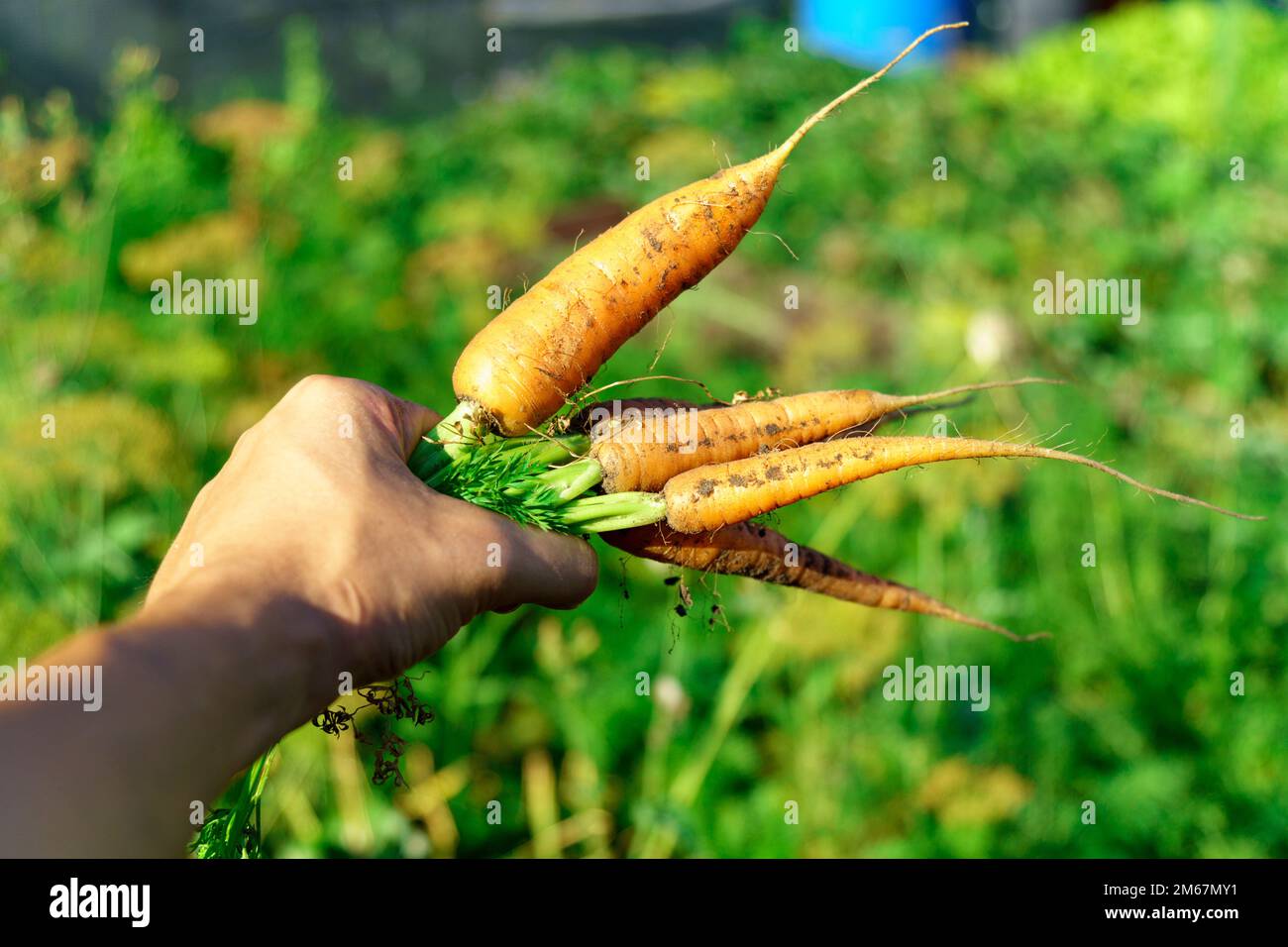 Fresh carrots picked from garden. Carrots on garden ground. Harvest ...