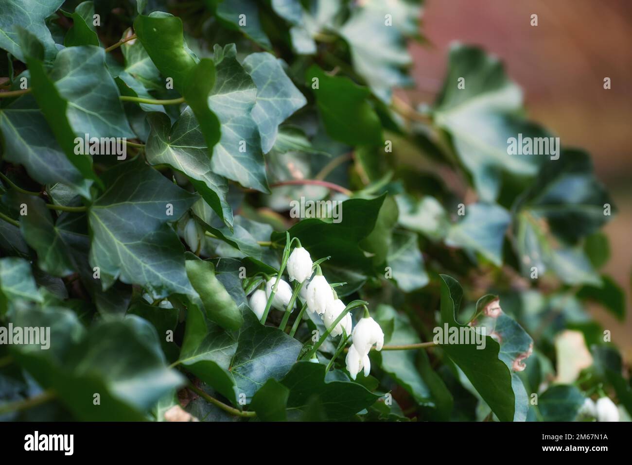 Common snowdrop - Galanthus nivalis Stock Photo - Alamy