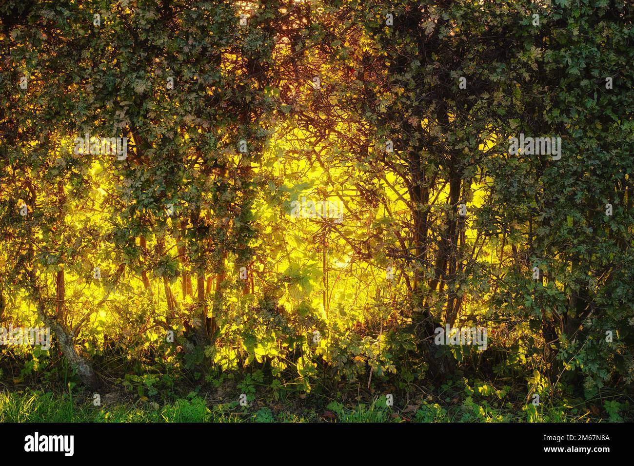 Natural colors background hi-res stock photography and images - Alamy