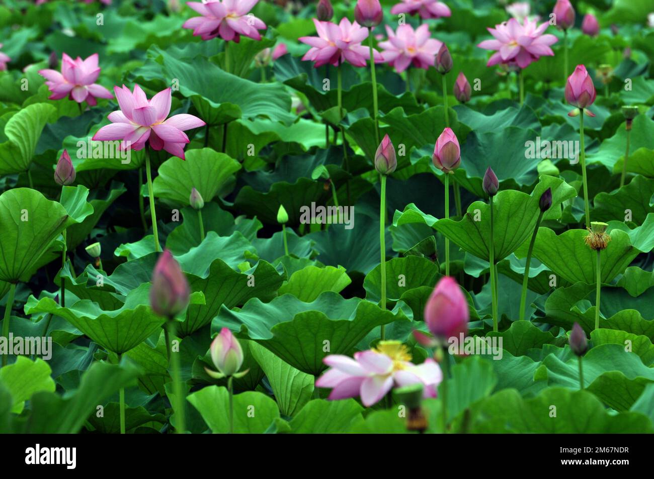 Blossoming lotus flowers in pond Stock Photo - Alamy