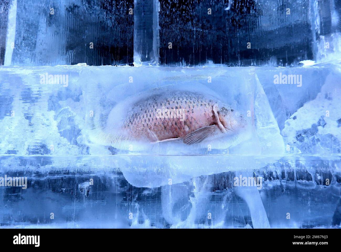 Two frozen fish appeared in a work of ice sculpture art, attracting ...