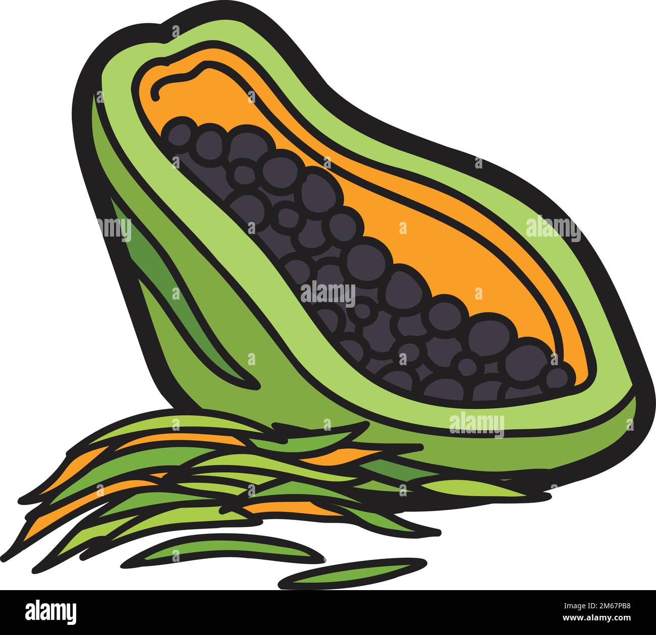 Hand Drawn papaya illustration isolated on background Stock Vector ...