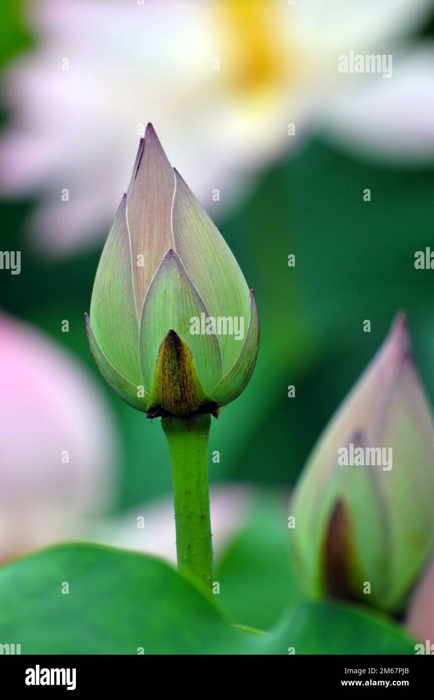 Blossoming lotus flowers in pond Stock Photo - Alamy