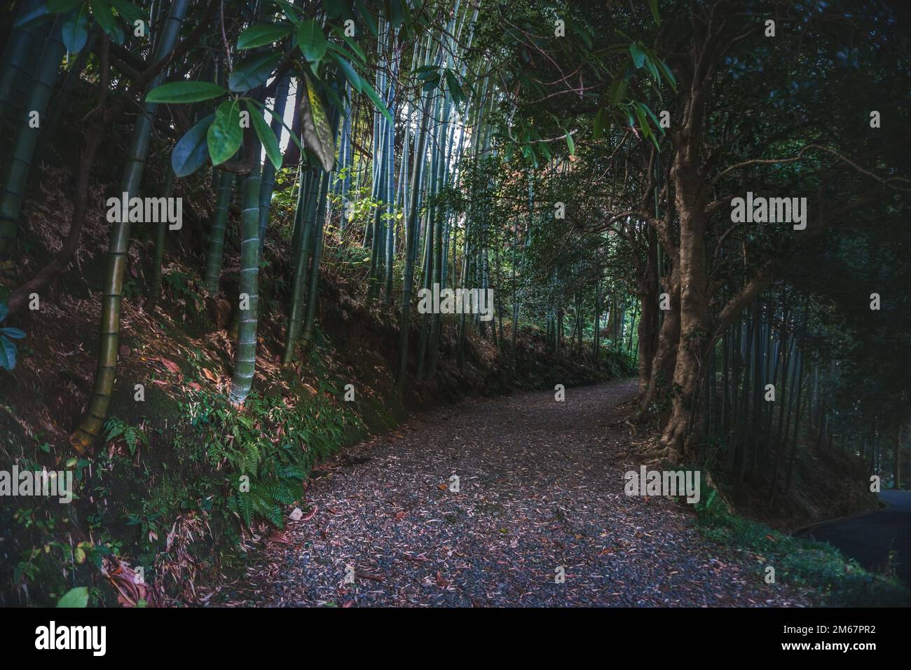 Pathway among green forest. Nature park, way or footpath with trees ...