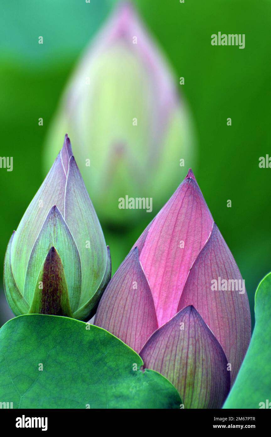 Blossoming lotus flowers in pond Stock Photo - Alamy