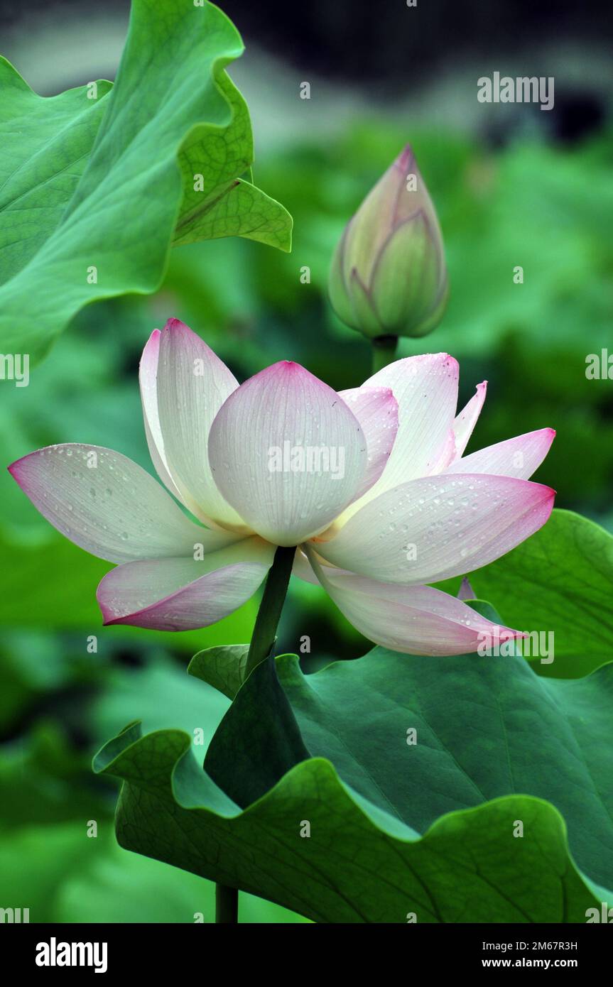 Blossoming lotus flowers in pond Stock Photo - Alamy