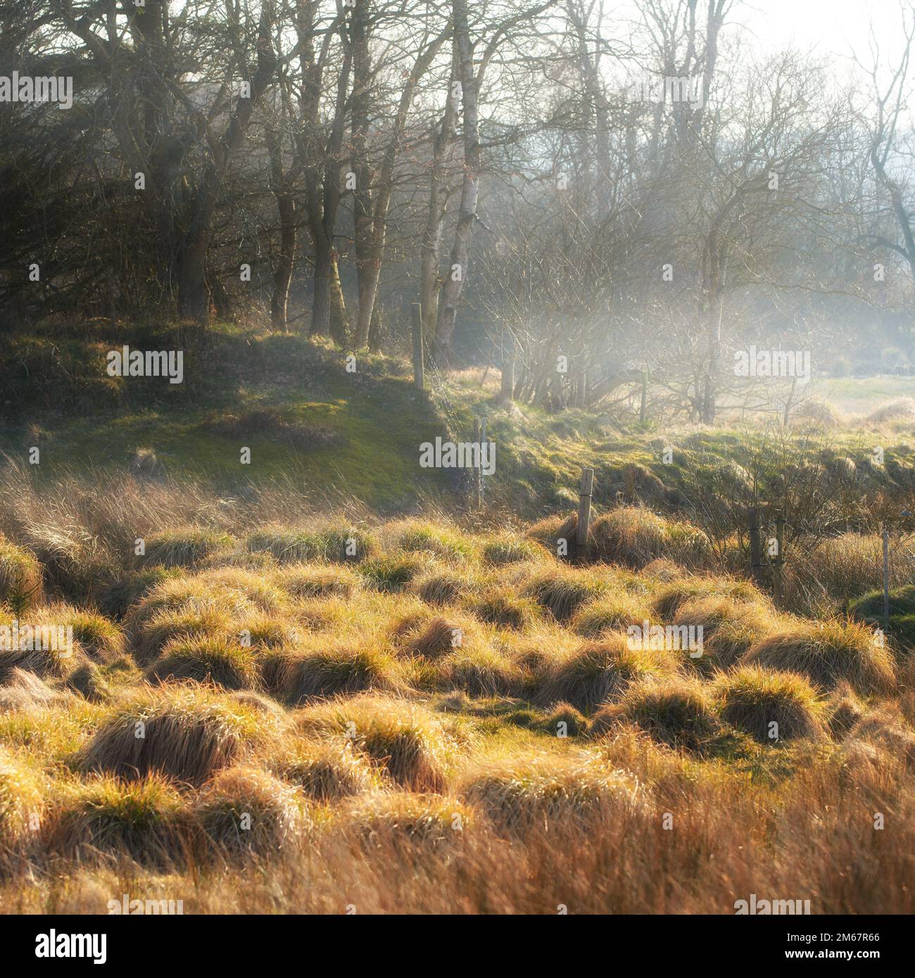 Danish wetland - Rebild National Park. Morning nature - marsh land. A ...