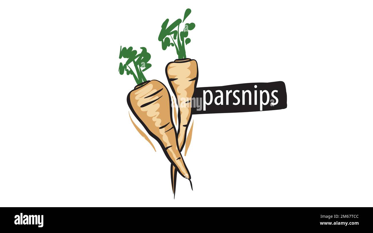 Drawn Parsnips Isolated On A White Background Stock Vector Image And Art Alamy