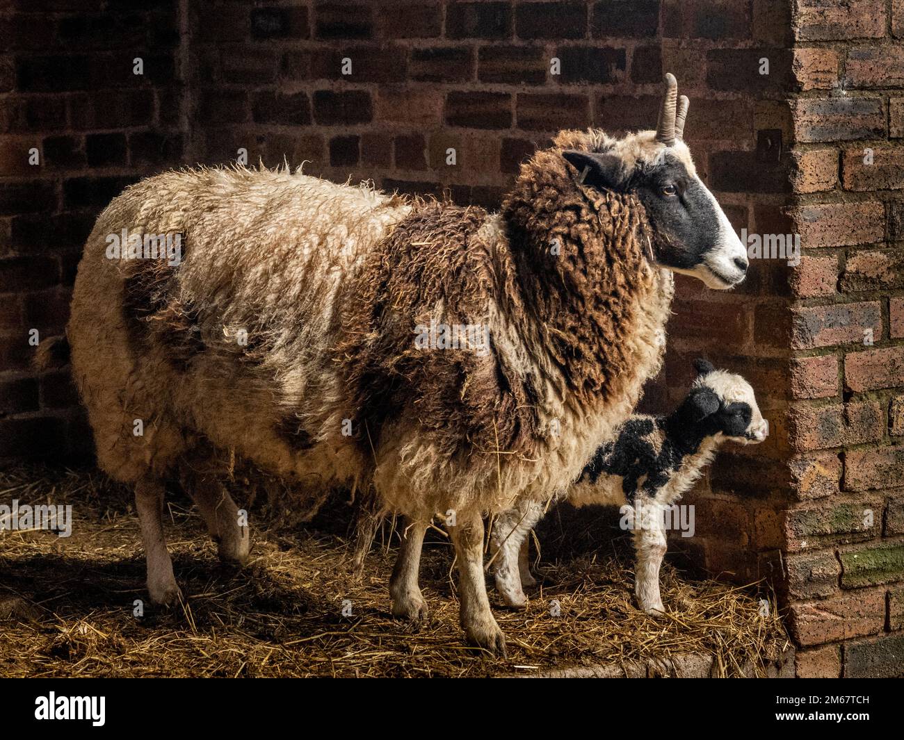 Greenlaw, UK. 01st Jan, 2023. 1st January 2023/ Greenlaw, Scottish ...