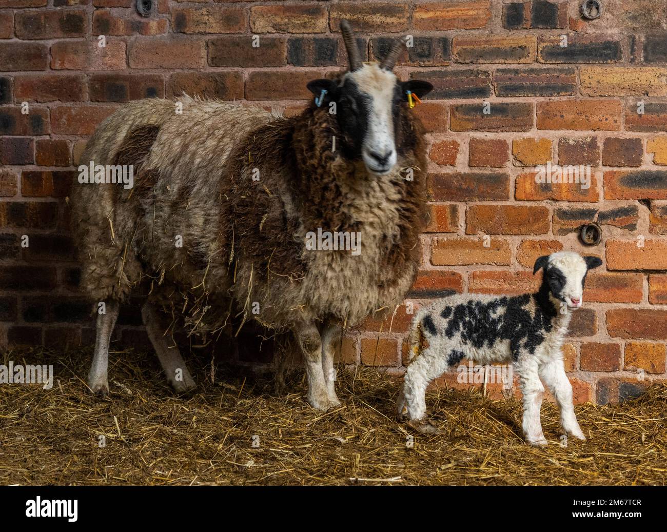 Greenlaw, UK. 01st Jan, 2023. 1st January 2023/ Greenlaw, Scottish ...