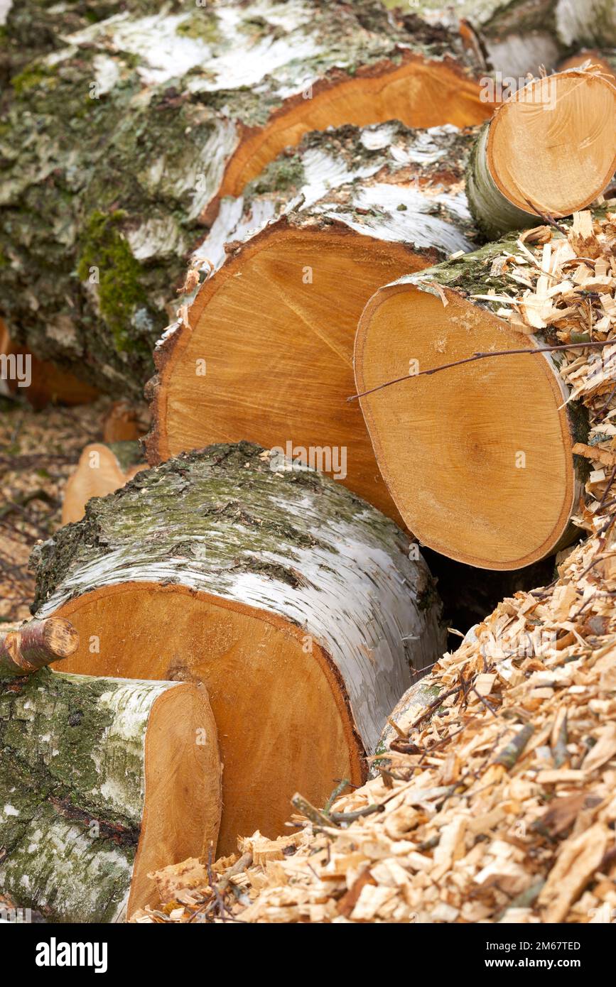 Firewood of birch. Birch tree - very fine firewood. Clearing up the ...