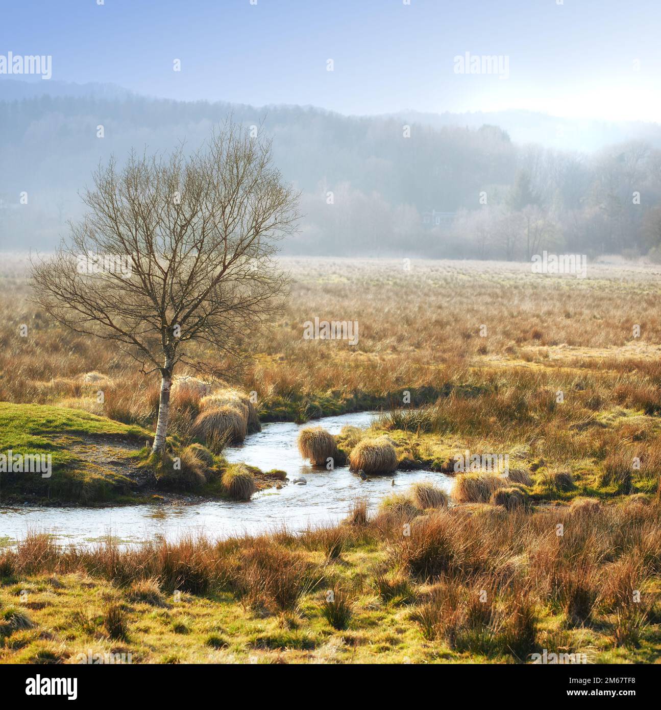 Danish wetland - Rebild National Park. Morning nature - marsh land. A ...