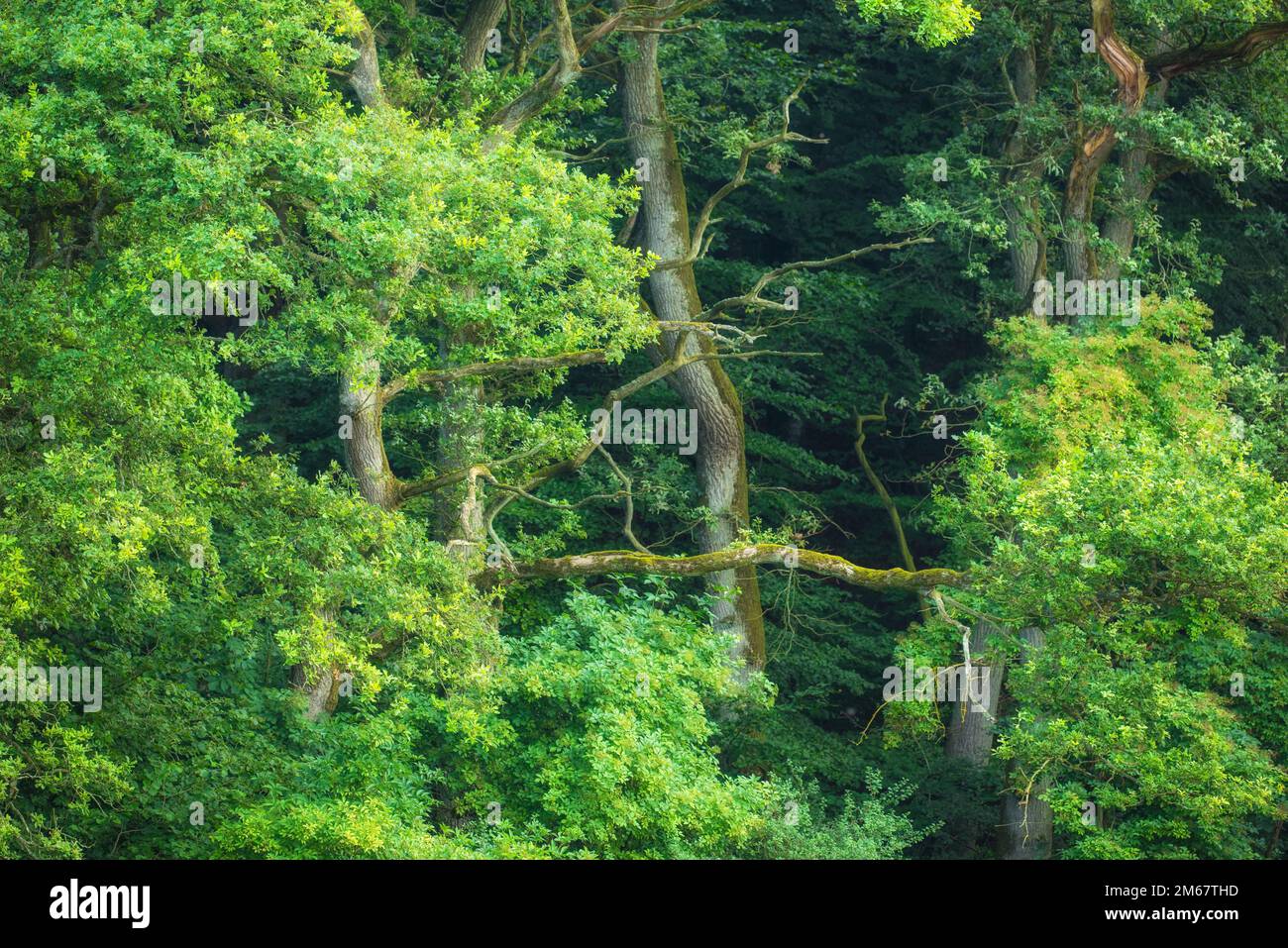 The forest of trolls - Rebild, Denmark. The enchanted forest in Rebild ...