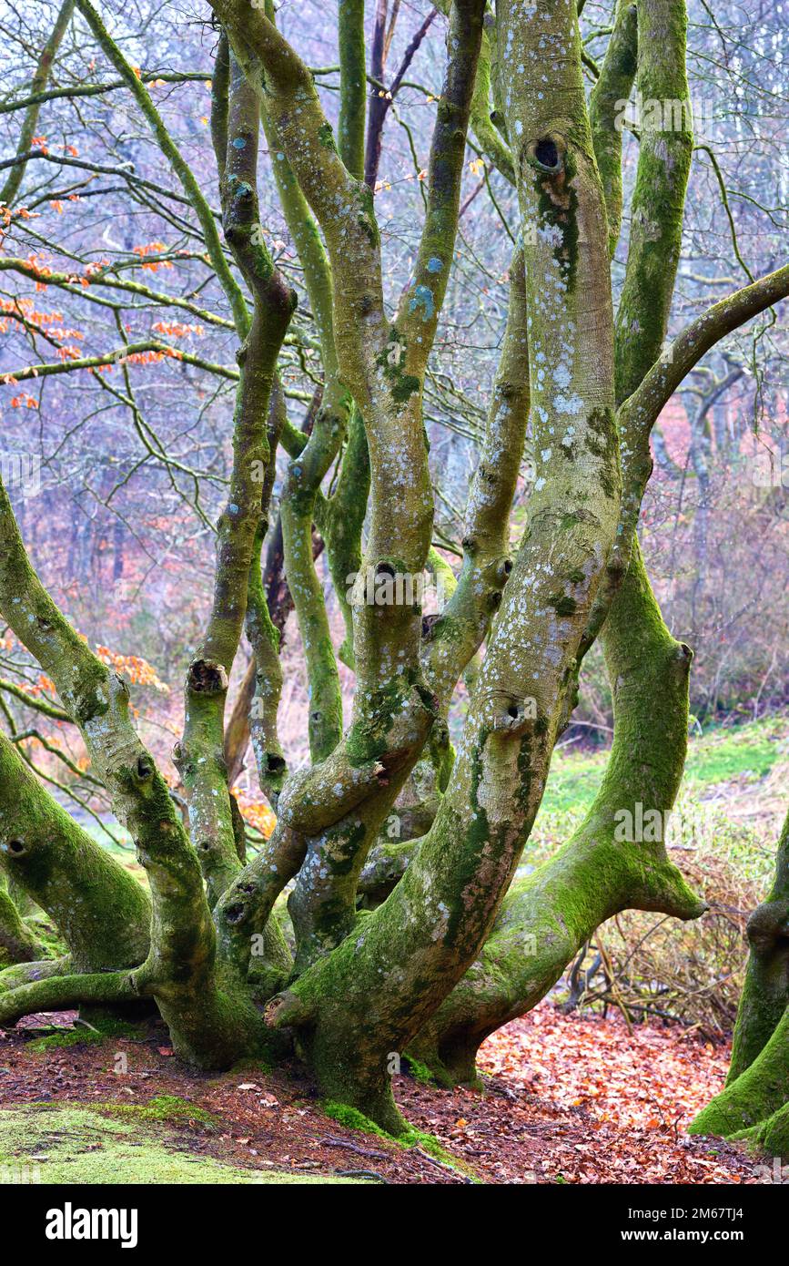 The forest of trolls - Rebild, Denmark. The enchanted forest in Rebild ...