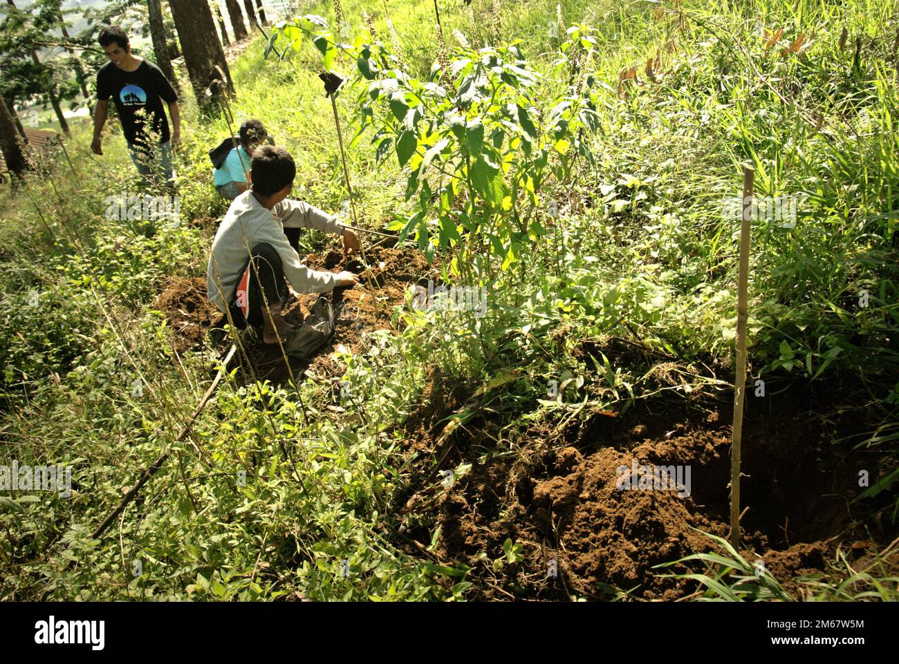 Tree planters are planting endemic trees on a land that was just ...