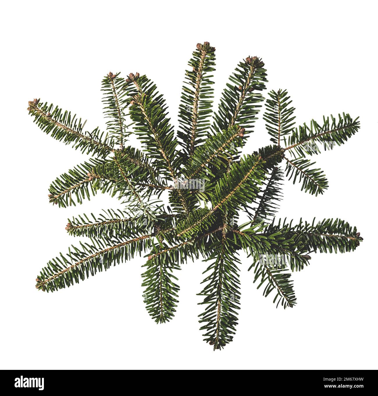 Top view of green fir tree spruce branch with needles isolated on white background . Pine branch ...