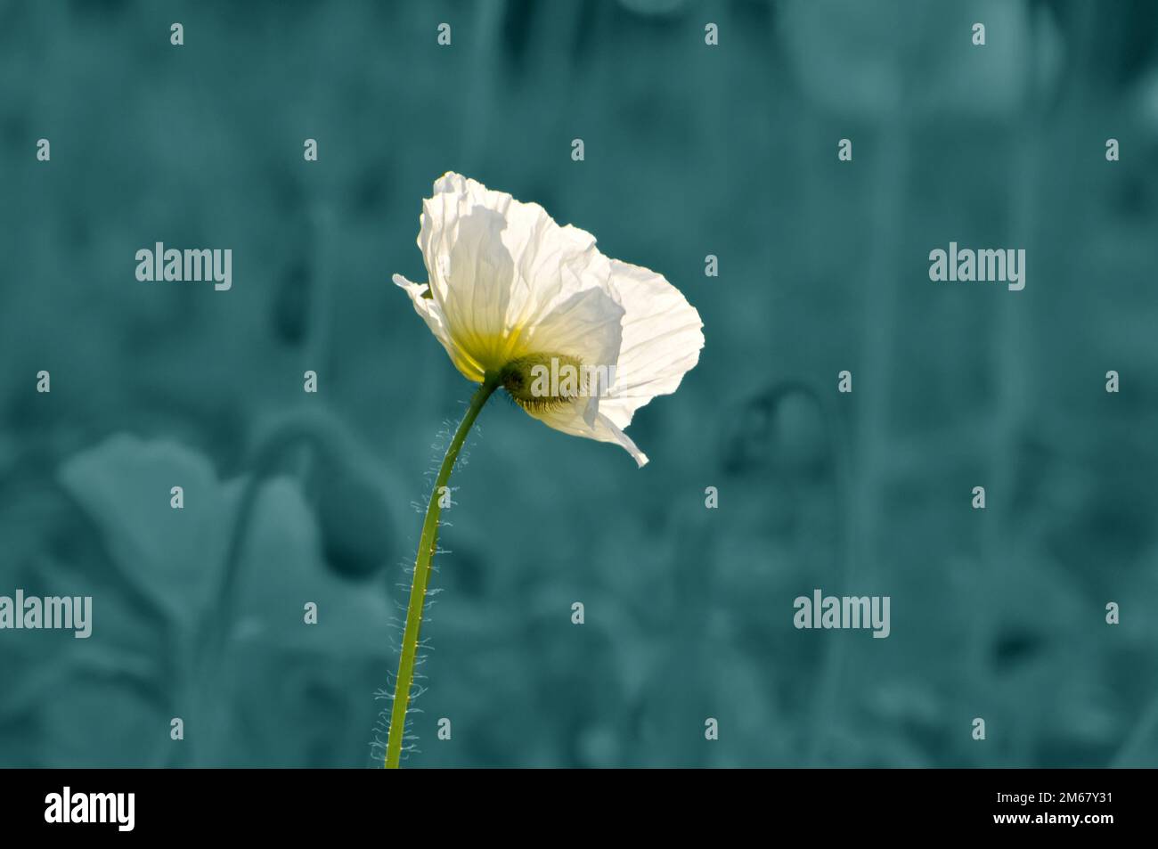 Orange ray flowers hi-res stock photography and images - Alamy