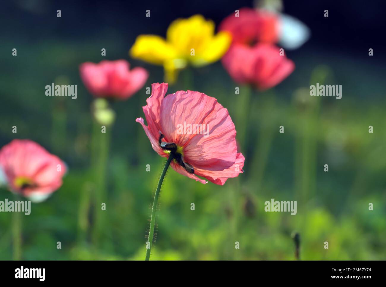 Orange ray flowers hi-res stock photography and images - Alamy