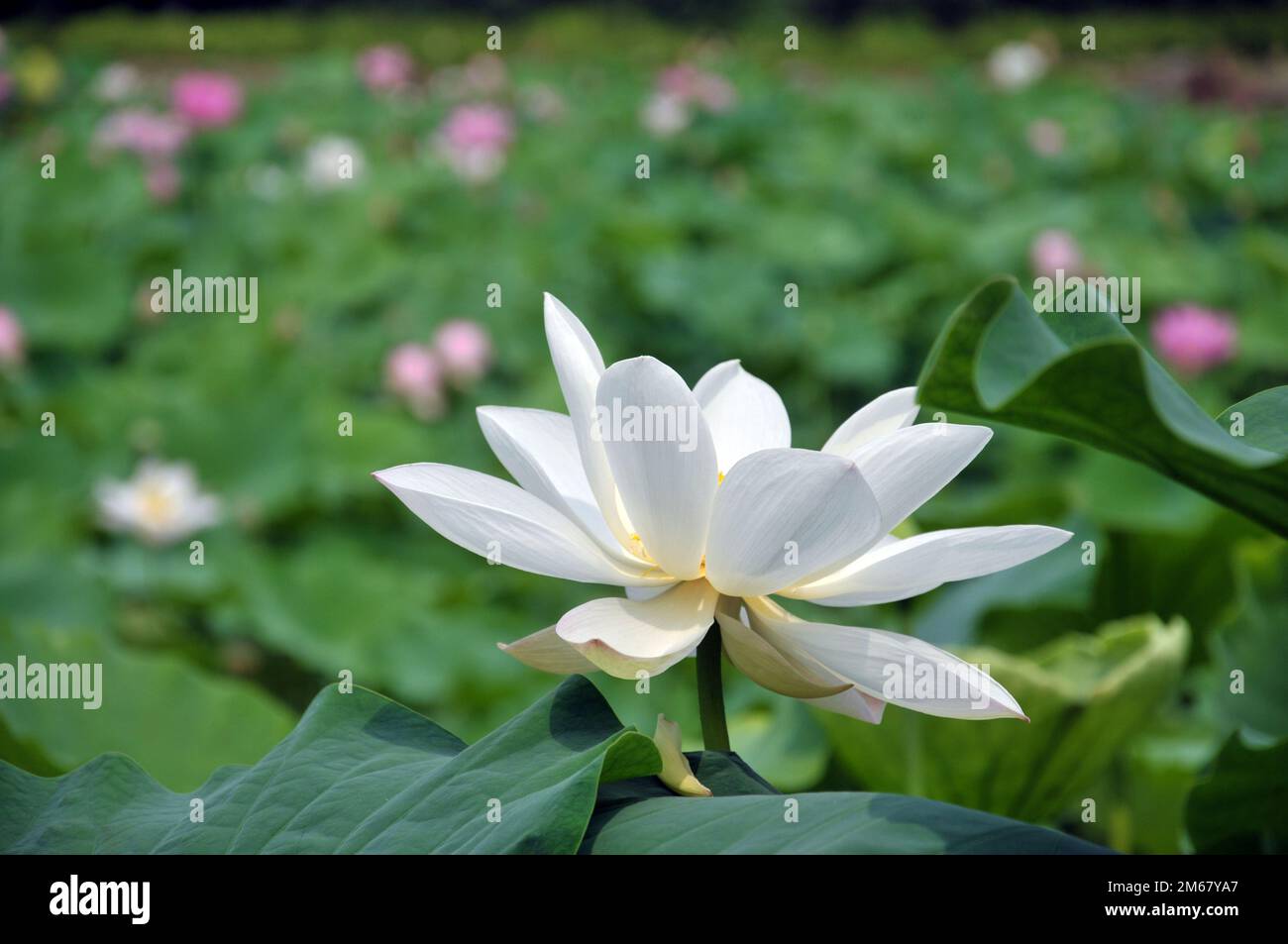 Blossoming lotus flowers in pond Stock Photo - Alamy