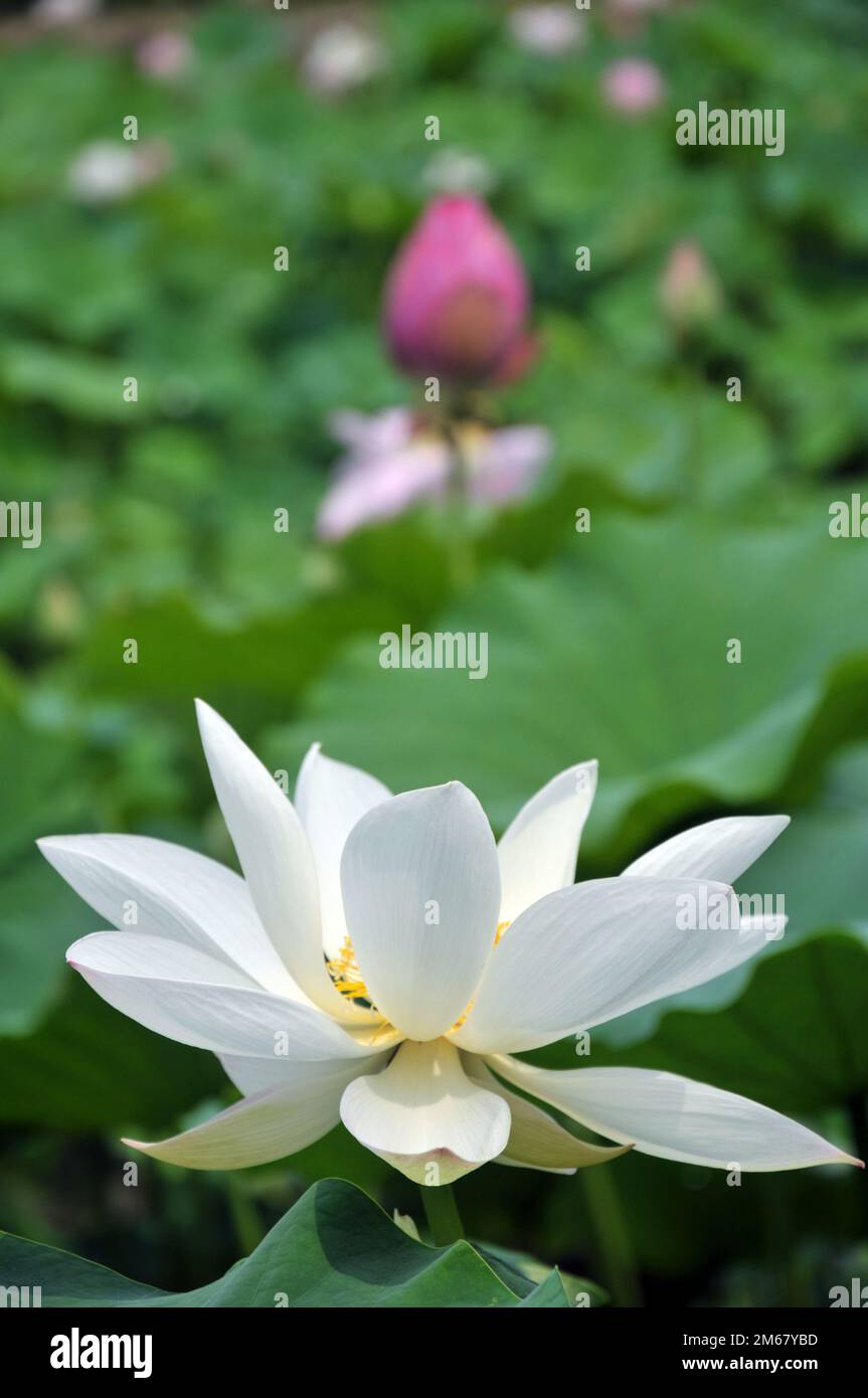 Blossoming lotus flowers in pond Stock Photo - Alamy