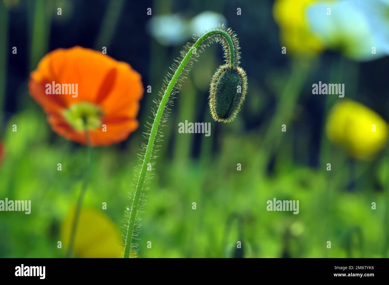 Orange ray flowers hi-res stock photography and images - Alamy