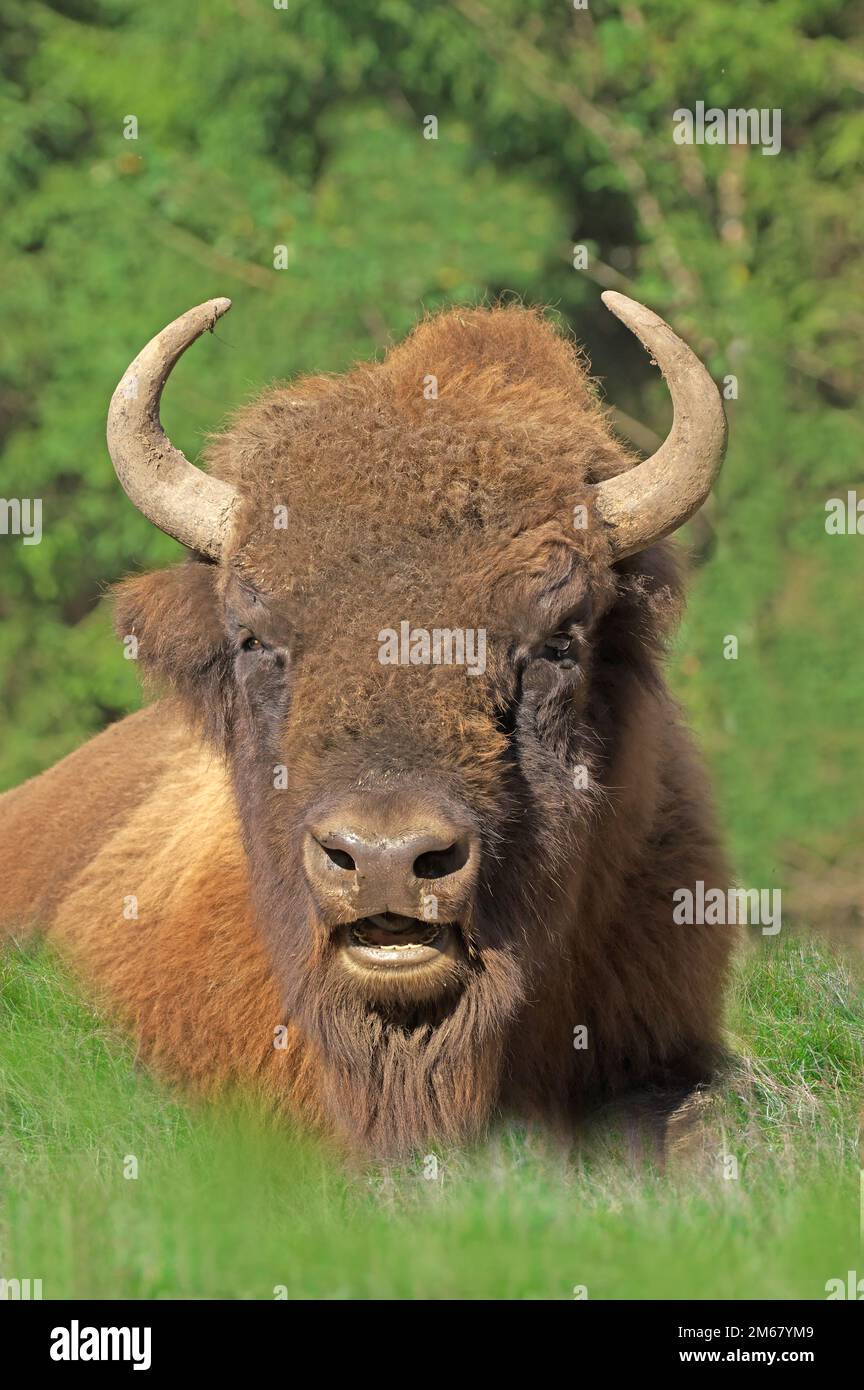 Male European bison, head, frontal view, Bison bonasus Germany Stock ...