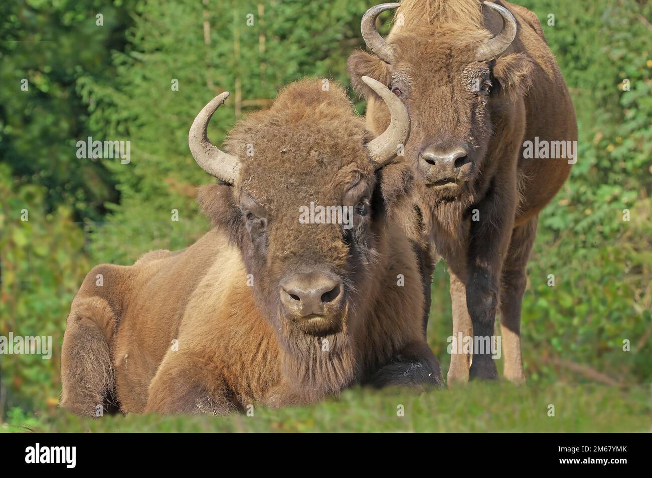 European bison couple on a knoll: male lying, cow standing behind him ...