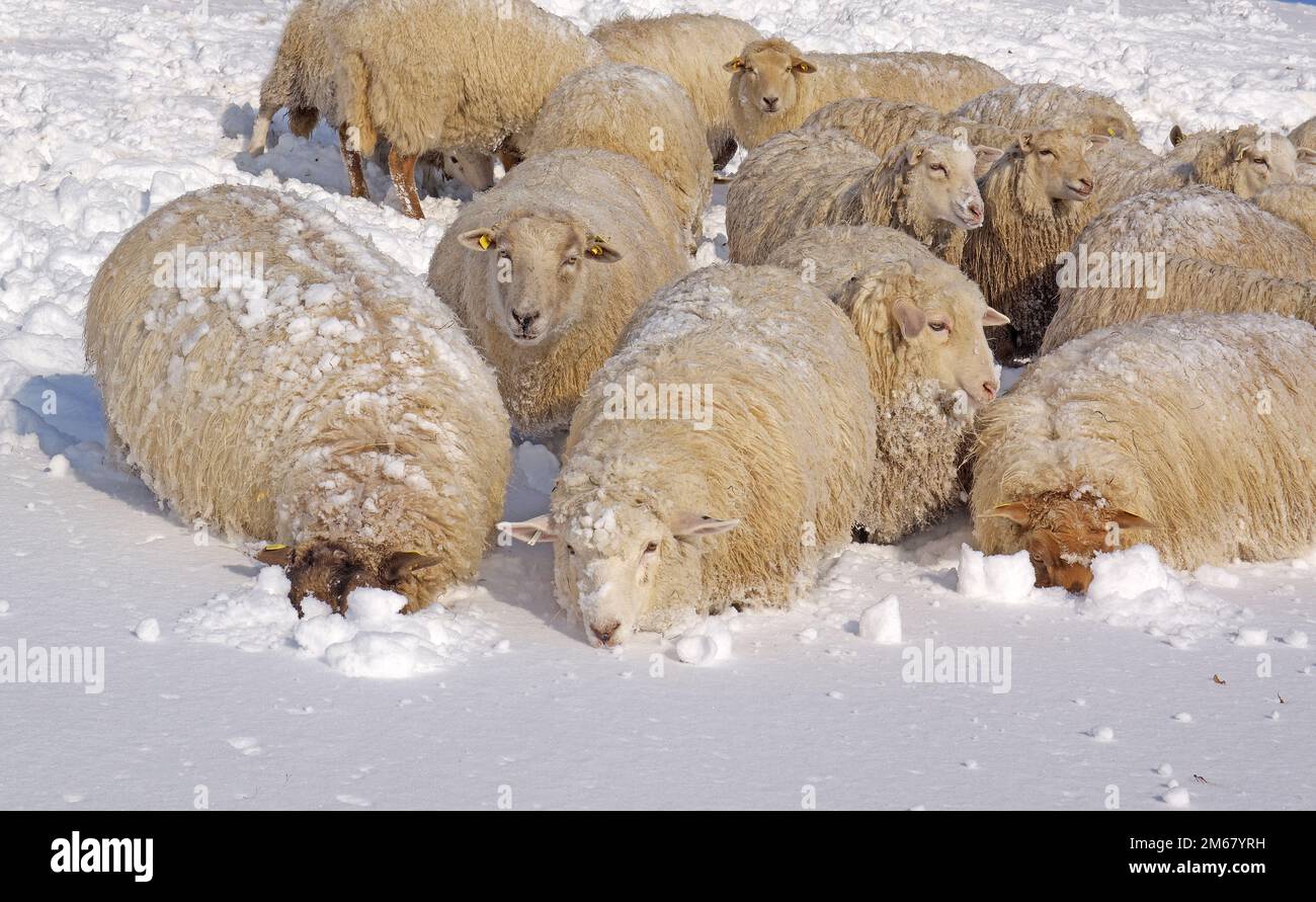 Sheep digging for food in deep snow. Southern Germany, Oberschwaben ...