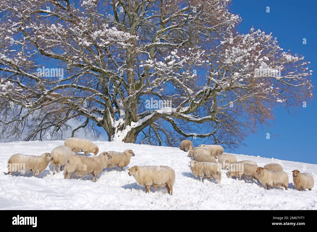 Sheep in snow under an historic small-leaved lime tree. Southern ...