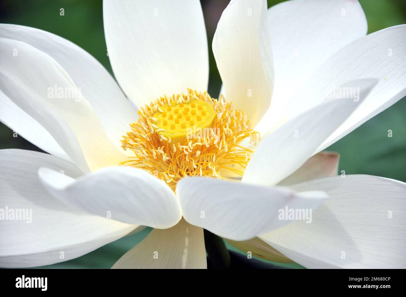 Blossoming lotus flowers in pond Stock Photo - Alamy