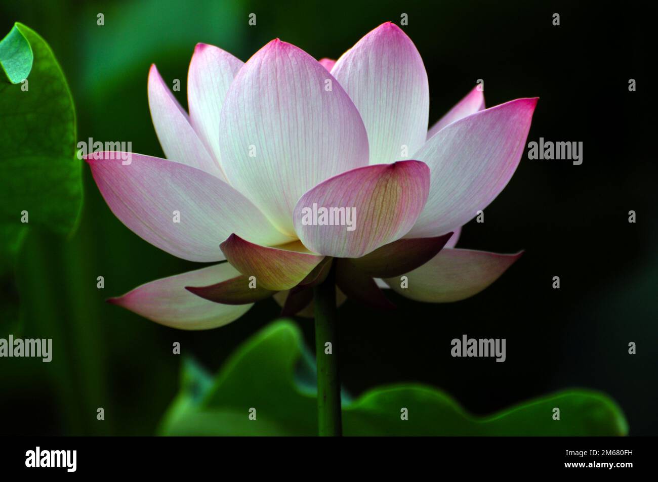 Blossoming lotus flowers in pond Stock Photo - Alamy